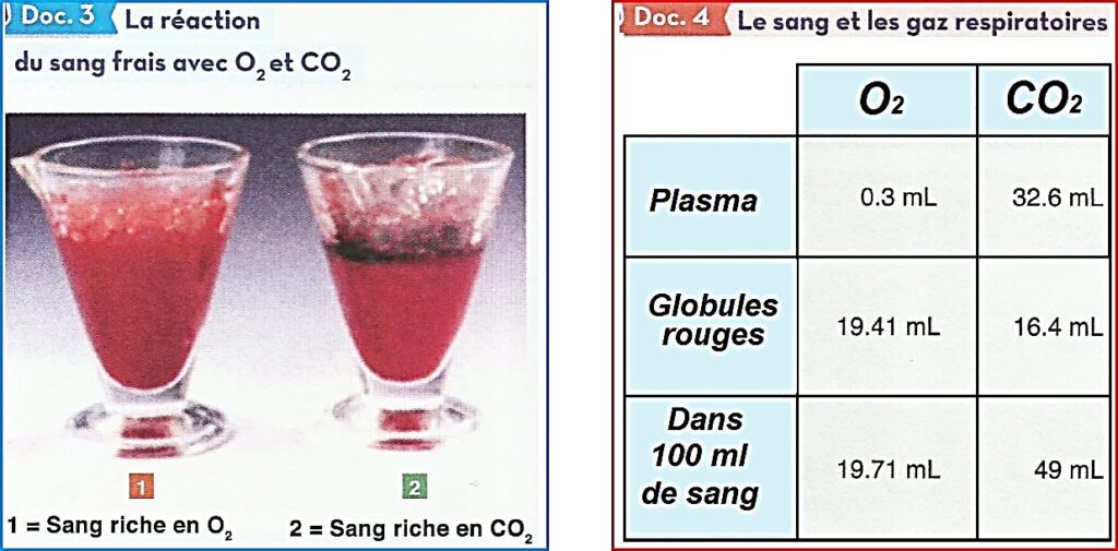 Le sang et la circulation sanguine chez l’Homme -Cours