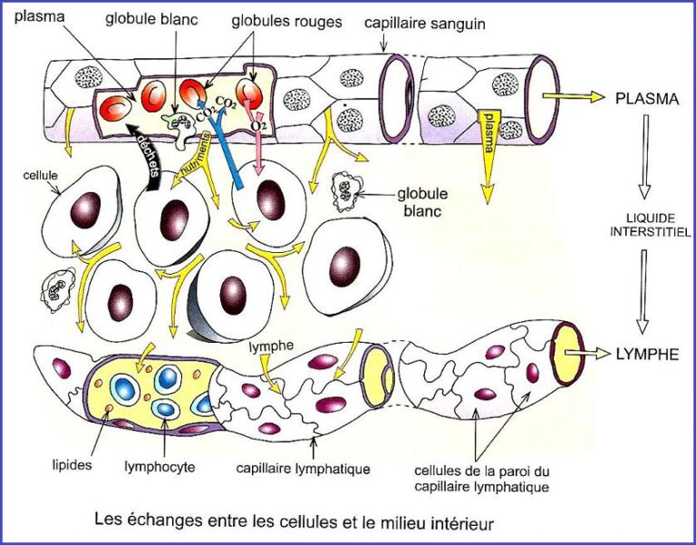 Le sang et la circulation sanguine chez l’Homme -Cours