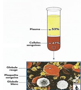 Le sang et la circulation sanguine chez l’Homme -Cours