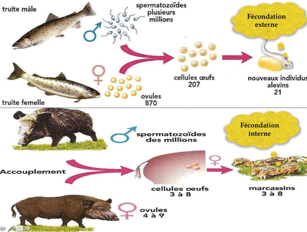 La reproduction chez les animaux - Cours - 2AC